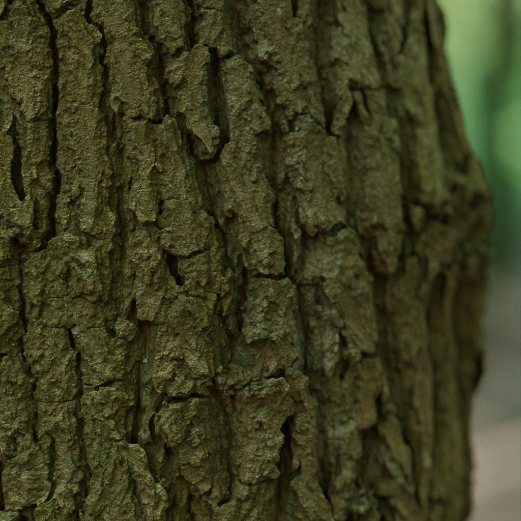 Oak Tree Bark (Quercus Robur) | FREE Trees models | BlenderKit