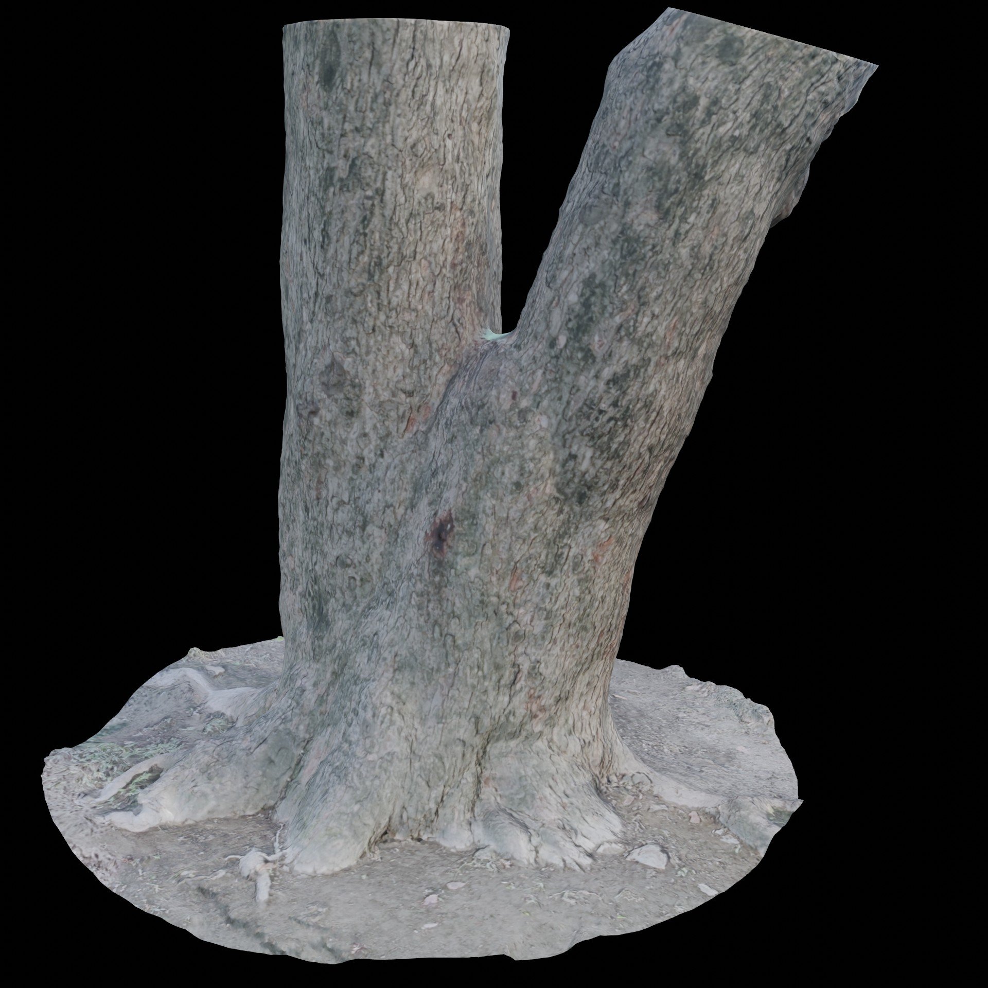 Spliot tree trunks | FREE Trees models | BlenderKit