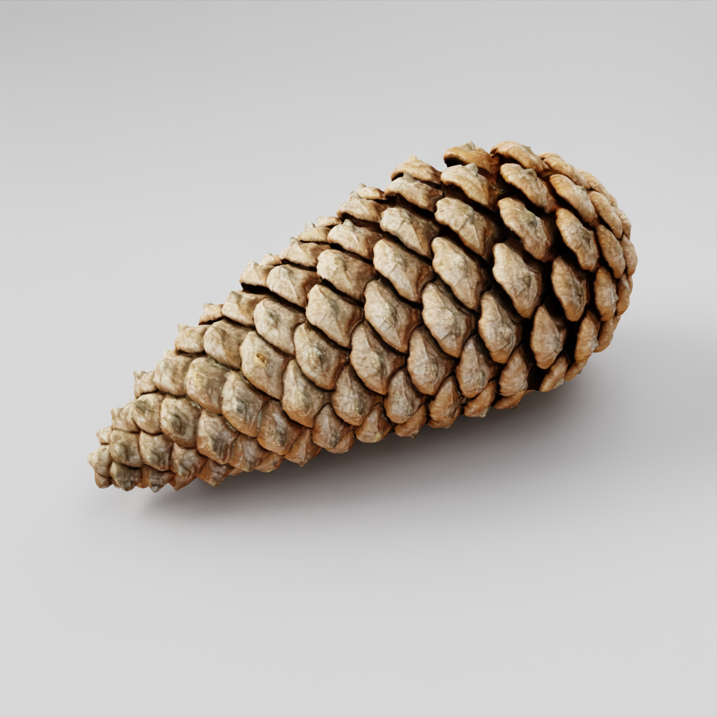 Pine Cone scan | FREE Nature models | BlenderKit
