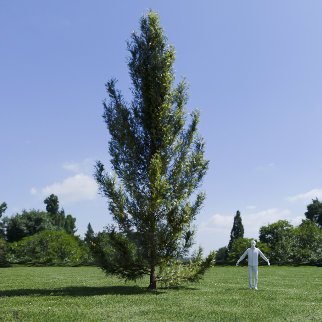 Pine tree - Pinus Flexilis Animated | Trees models | BlenderKit