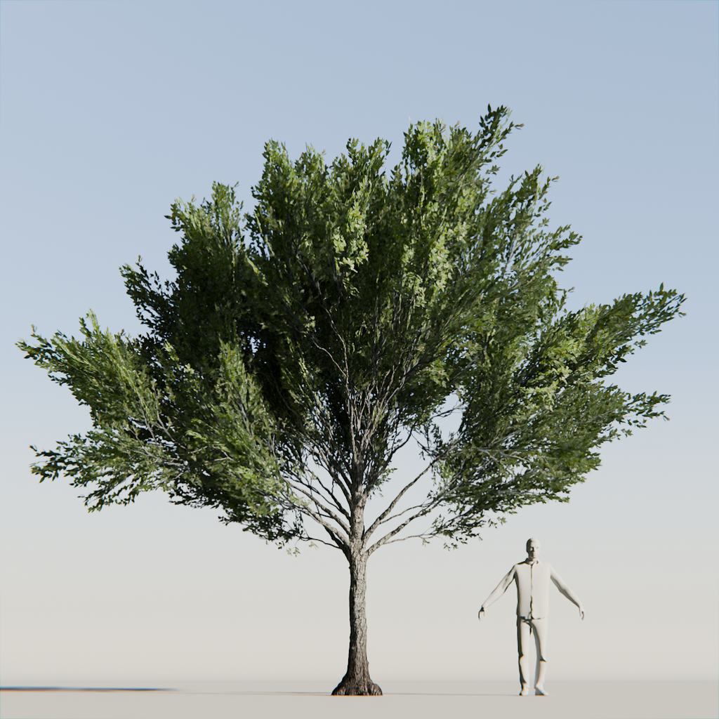 American beech tree variation low poly | Trees models | BlenderKit