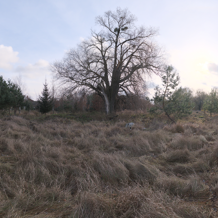 Dry Meadow | FREE Public HDRis | BlenderKit