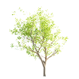 Tree LOD 2 | FREE Trees models | BlenderKit