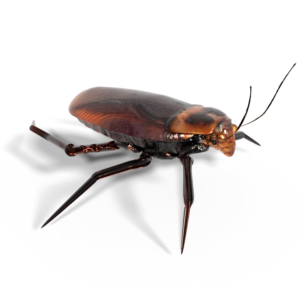 Cockroach walk-cycle | FREE Insects models | BlenderKit