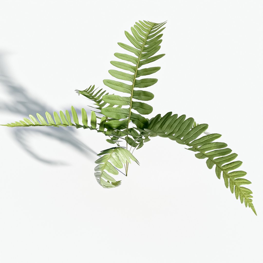 Fern | Outdoor Plants models | BlenderKit