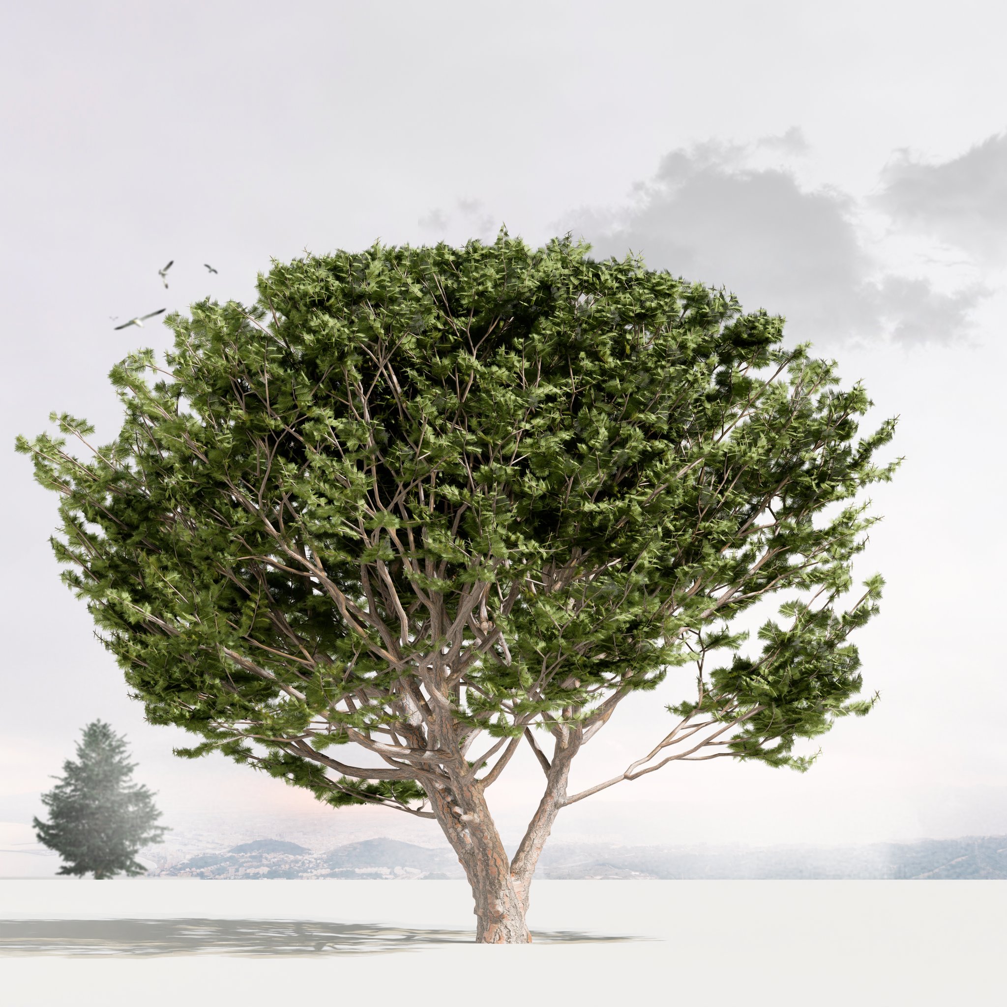 Ancient Pinaster Tree Legacy | Trees models | BlenderKit