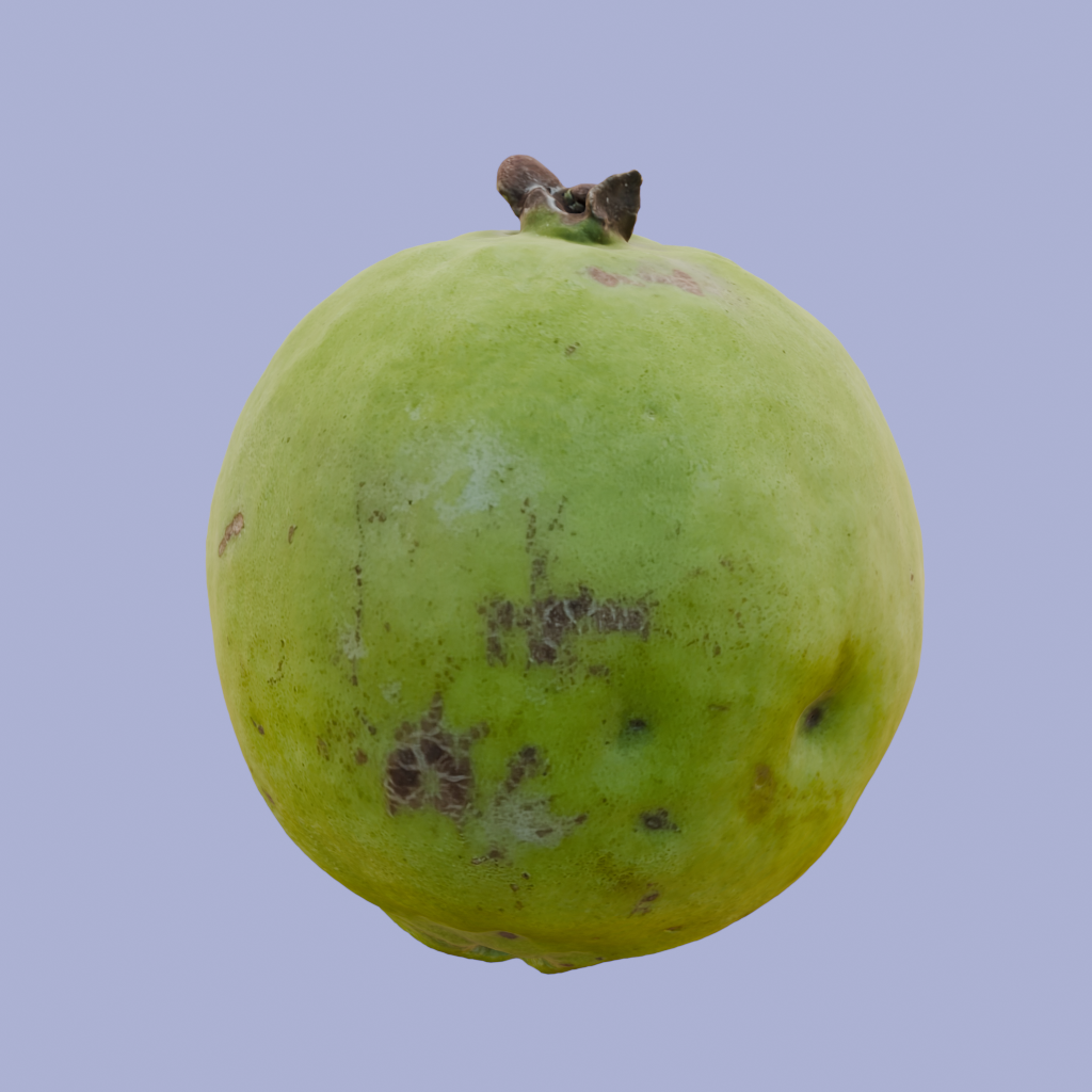 Guava fruit | FREE Fruit & Vegetables models | BlenderKit