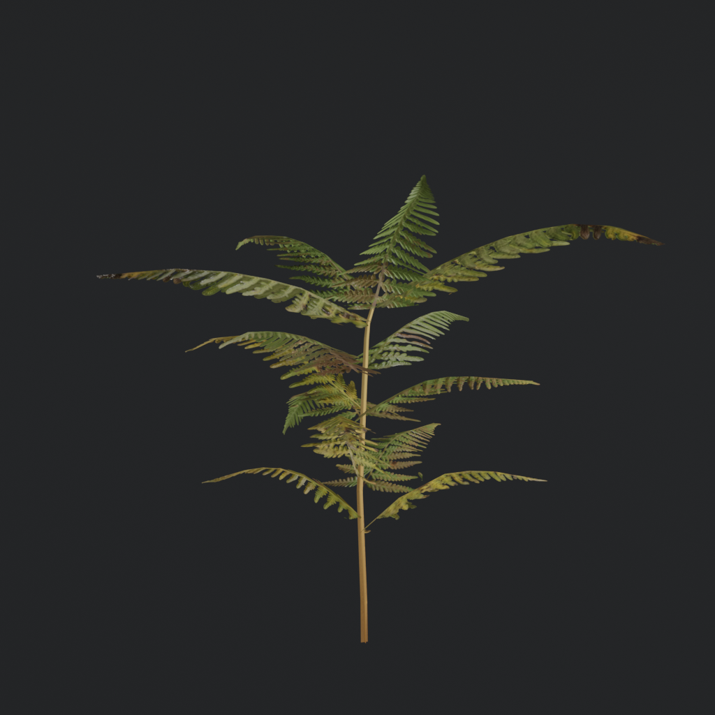 Bush Tall Fern c1 | Trees models | BlenderKit
