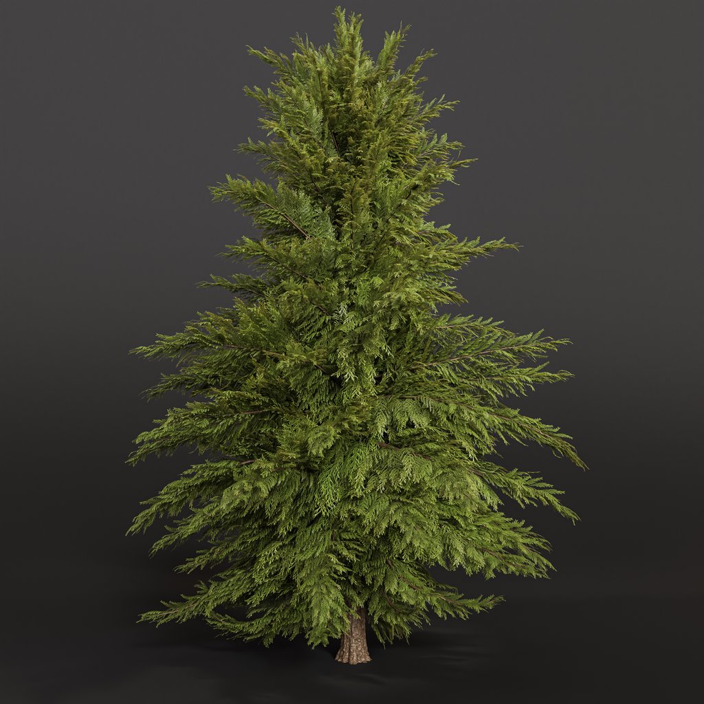 Cypress tree | Trees models | BlenderKit