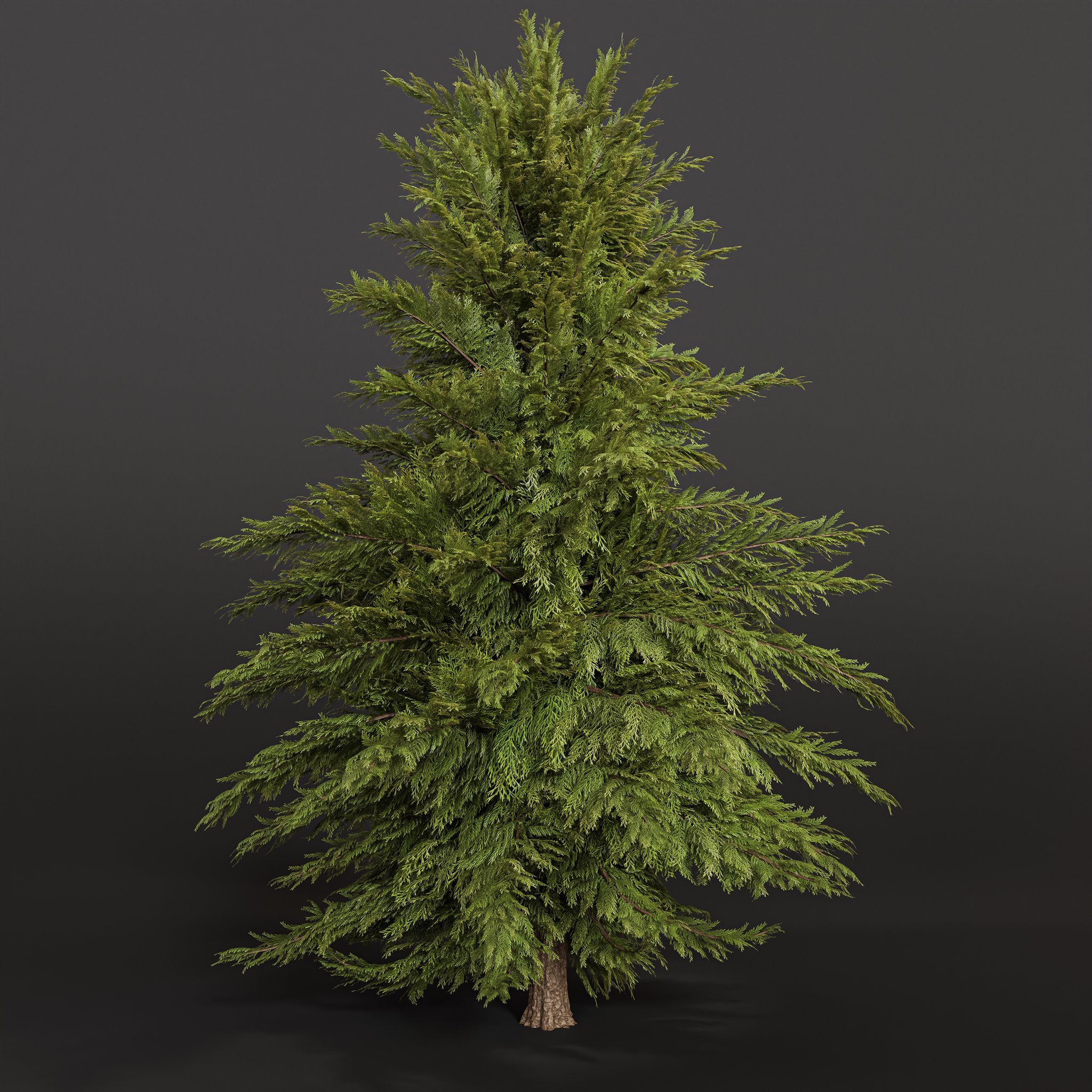 Cypress tree | Trees models | BlenderKit