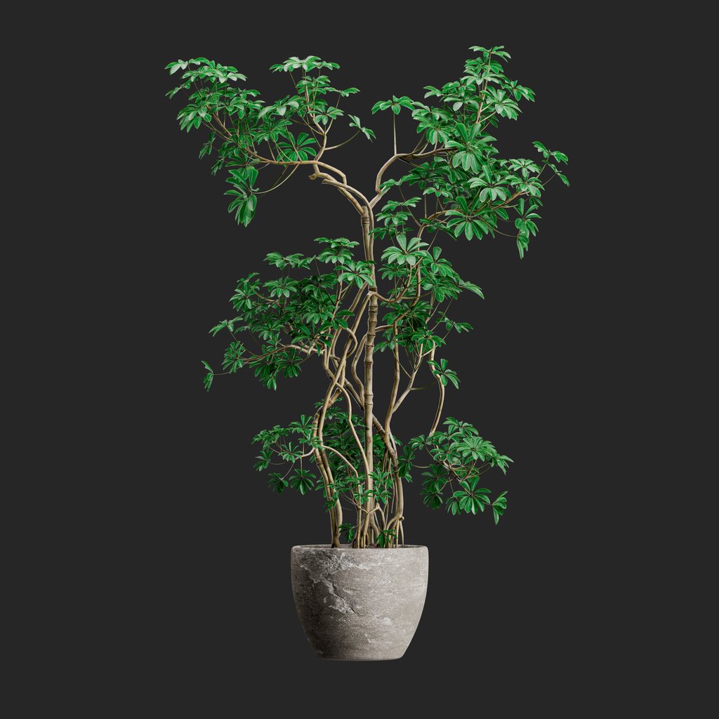 Potted Schefflera Umbrella Tree | Indoor Plants models | BlenderKit