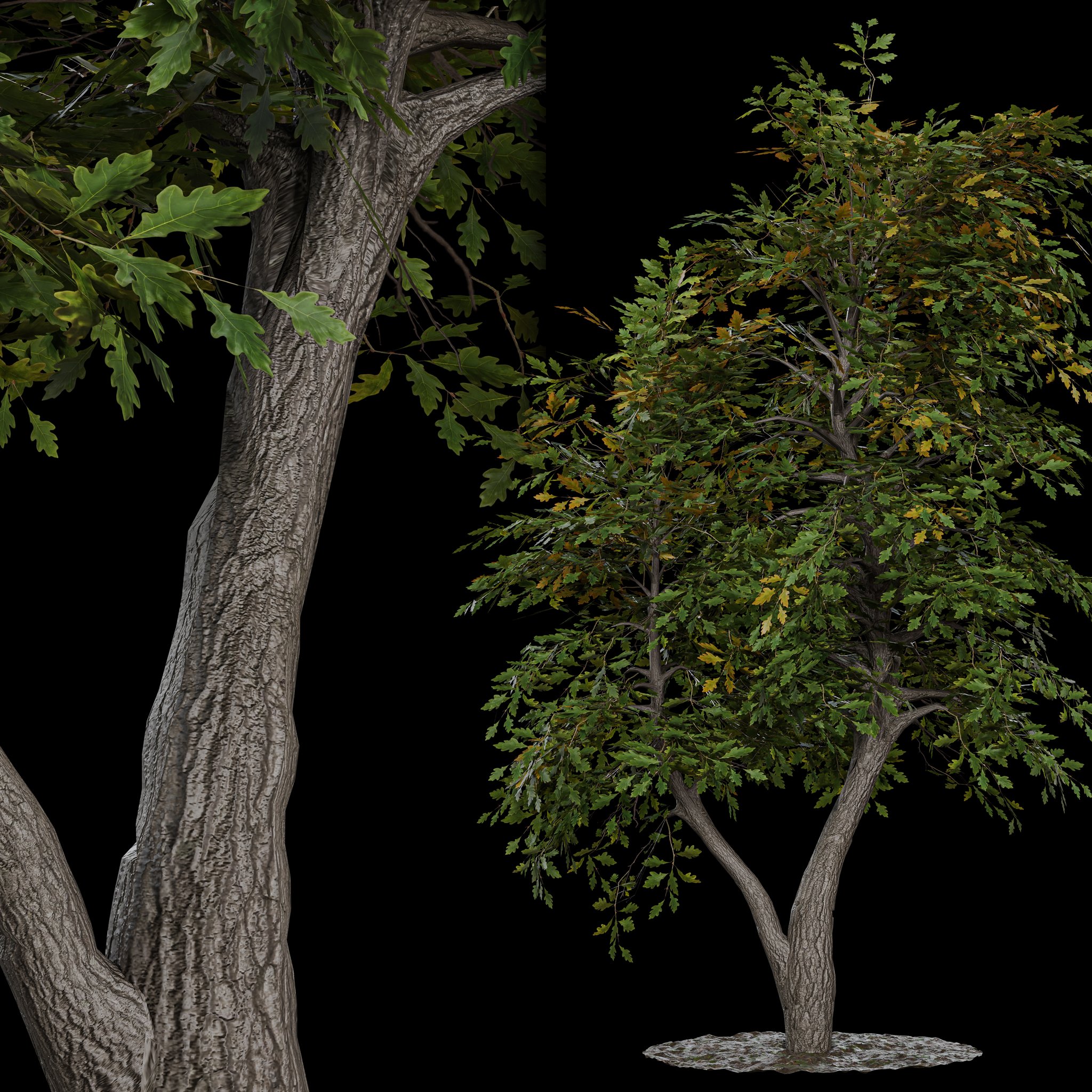 Low Poly Birch Tree | Trees models | BlenderKit