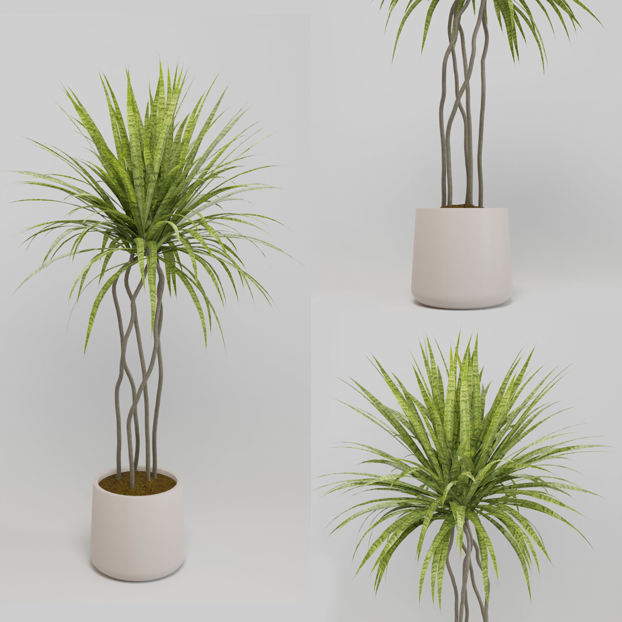Plant | Indoor Plants models | BlenderKit