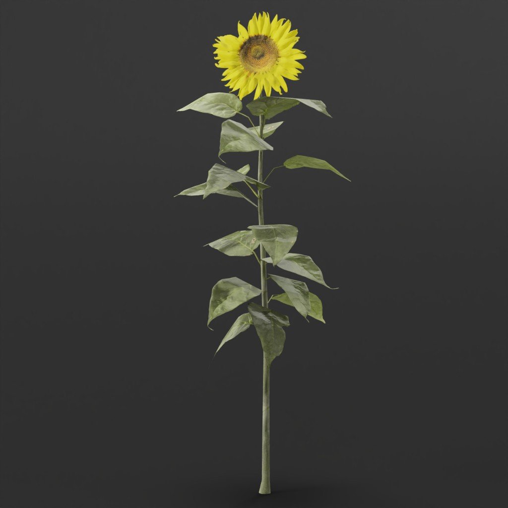Flower Sunflower Medium | FREE Outdoor Plants models | BlenderKit
