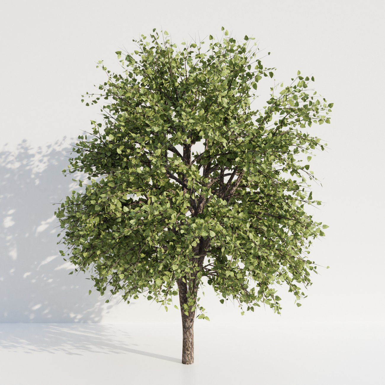 Tree with green leafs | Trees models | BlenderKit