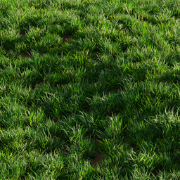 Natural grass | FREE Grass models | BlenderKit