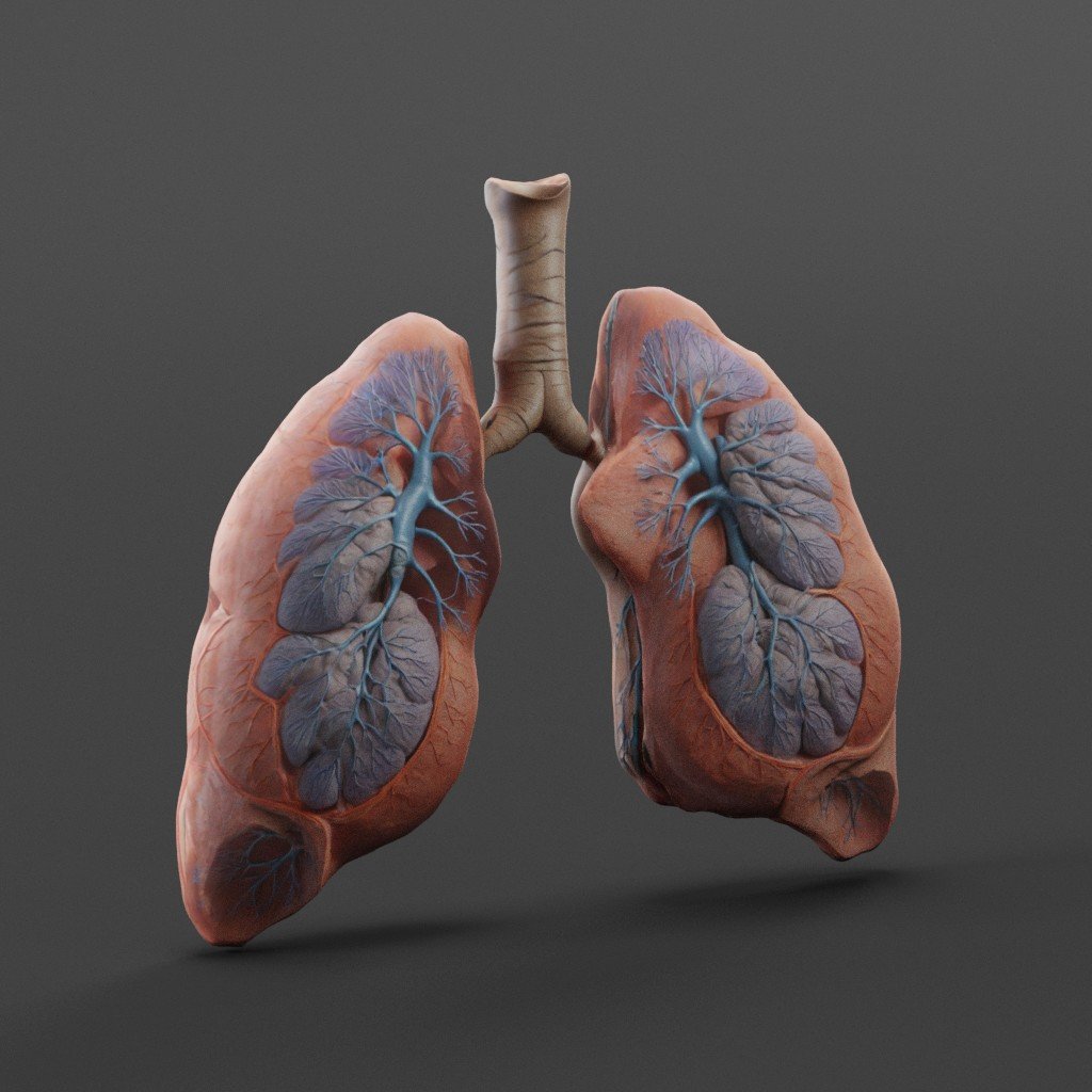 Stylized Human Lungs | FREE Internal Organs models | BlenderKit
