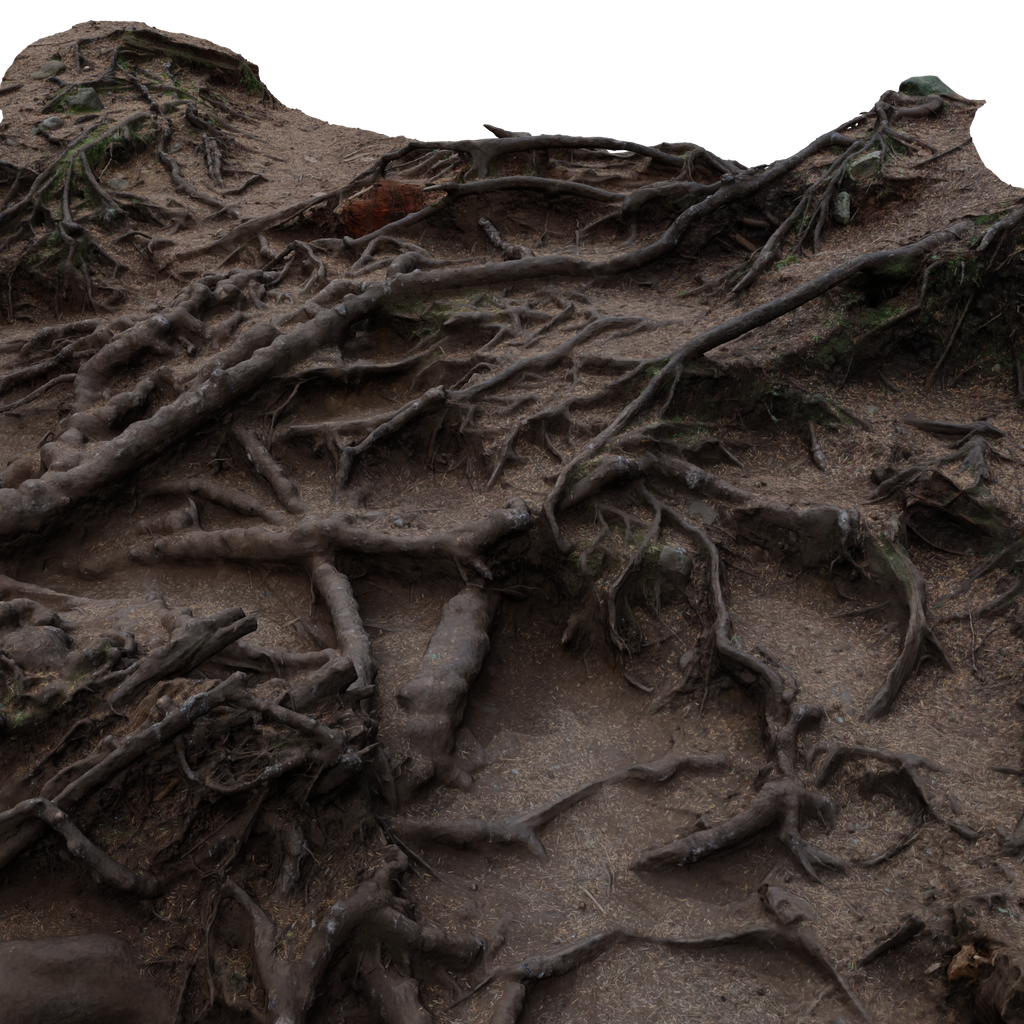 Tree Roots on the forest ground | Terrains models | BlenderKit