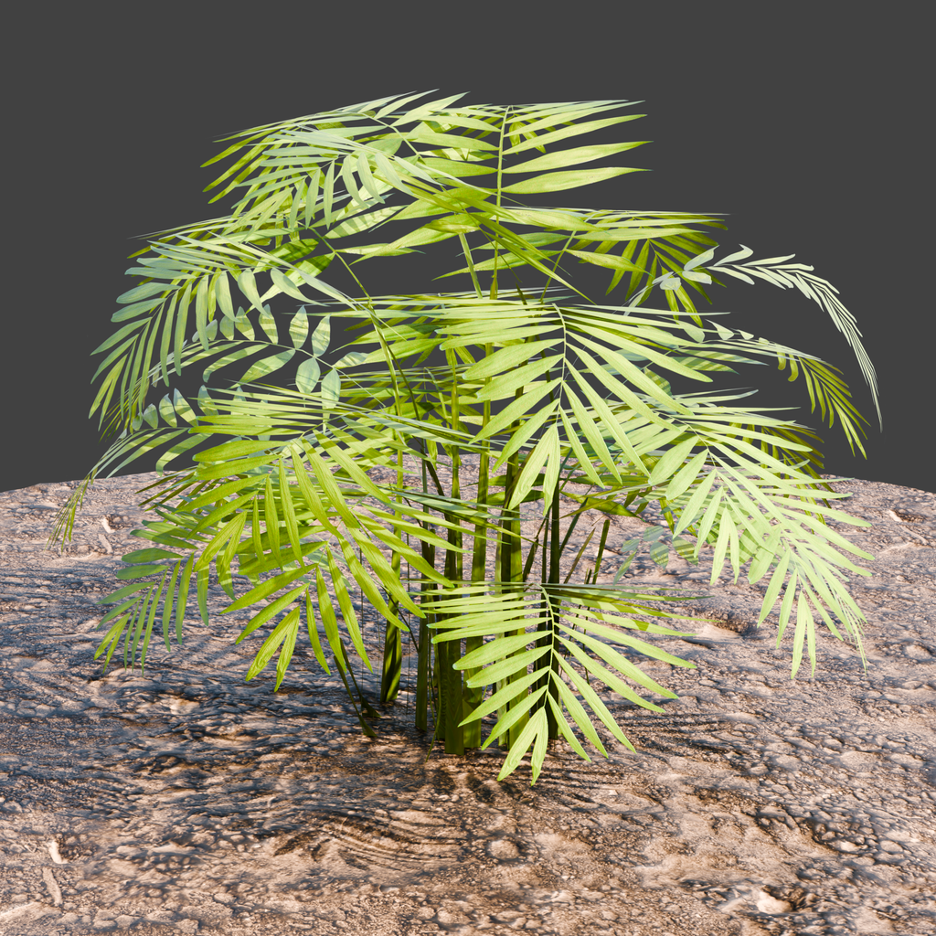 Wild Plant Parlor palm | Outdoor Plants models | BlenderKit