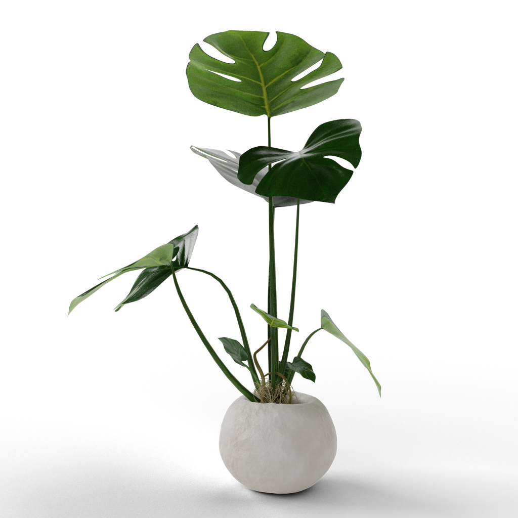 Small monstera | Indoor Plants models | BlenderKit