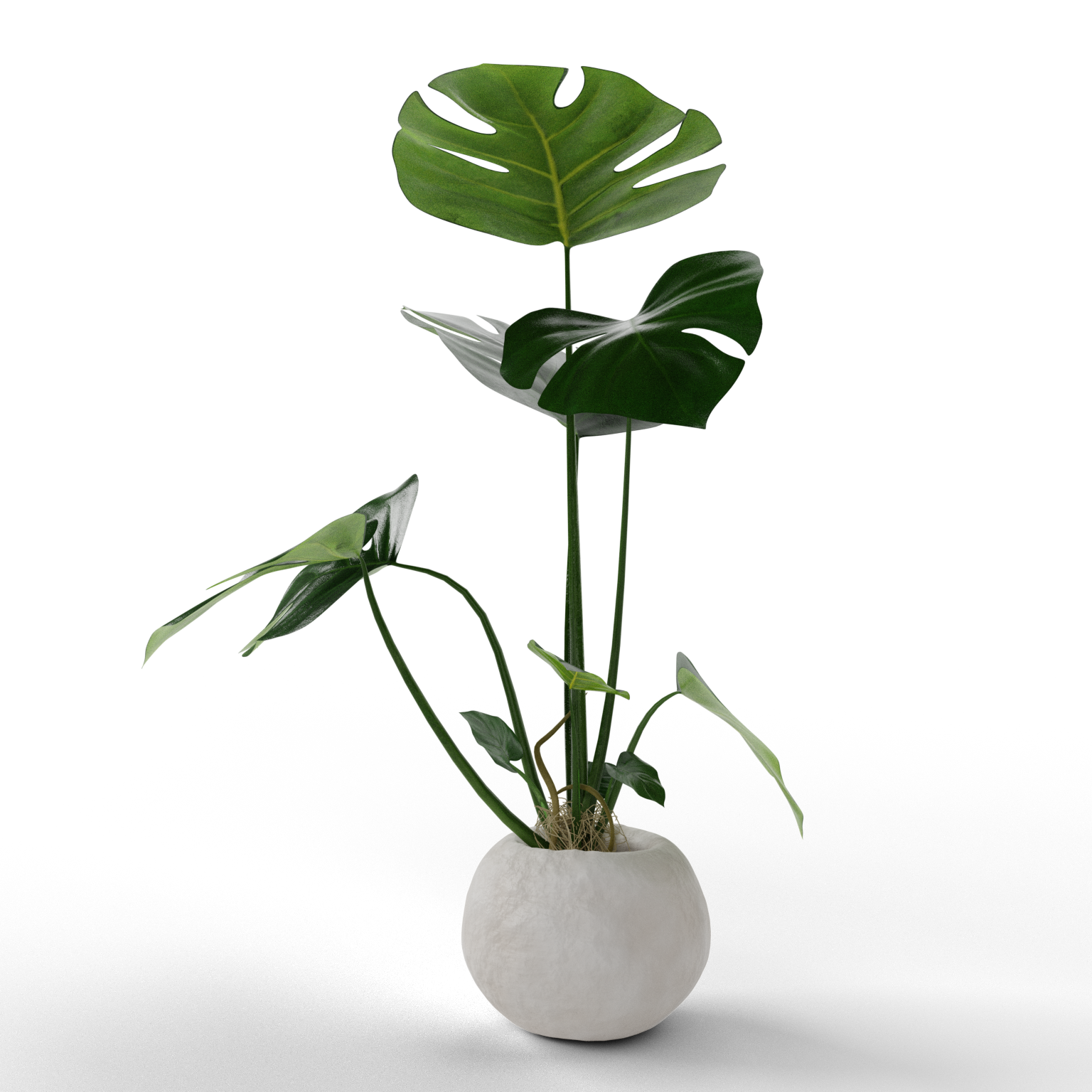 Small monstera | Indoor Plants models | BlenderKit