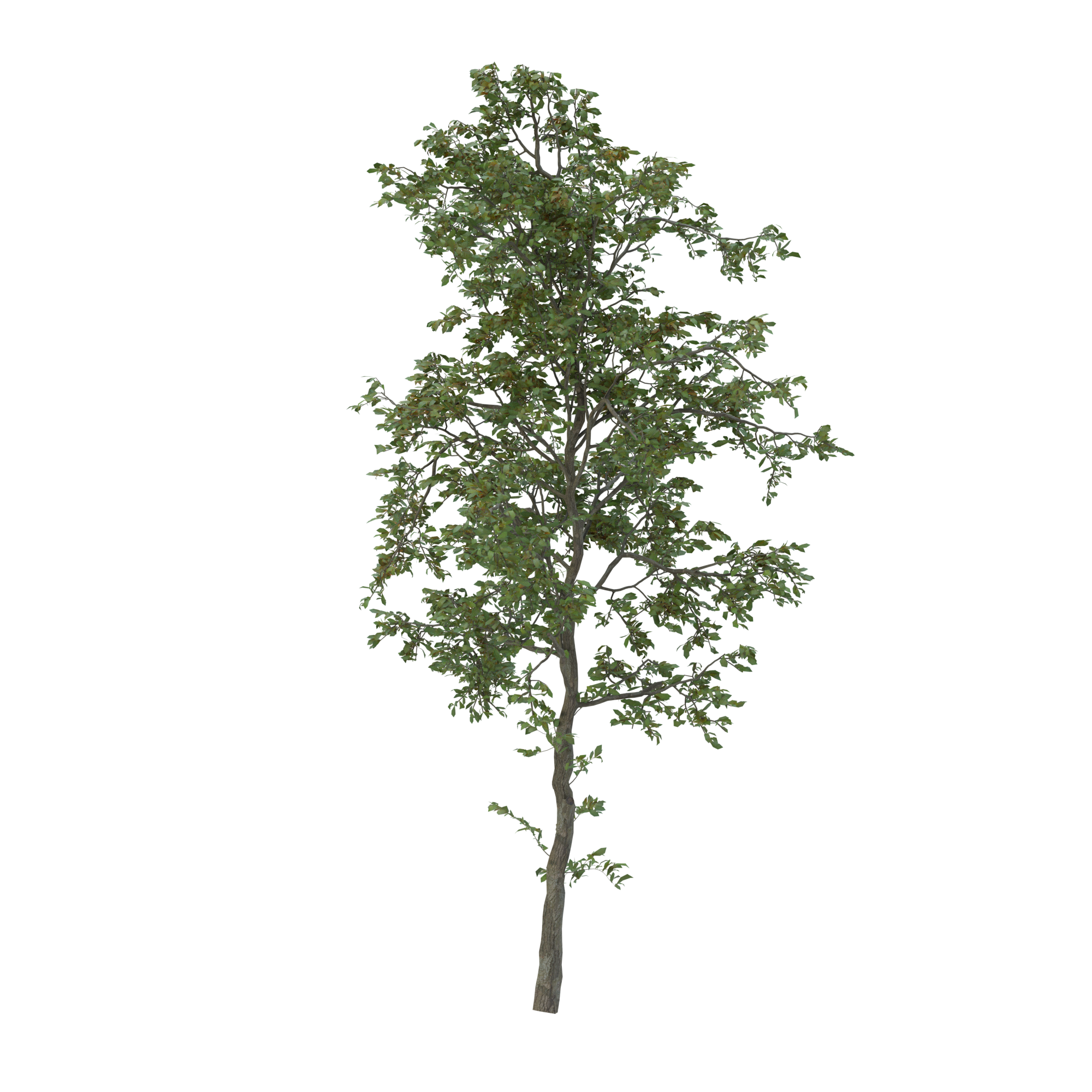 Thin tree V2 | Trees models | BlenderKit