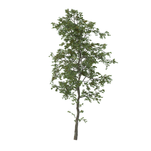 Thin tree V2 | Trees models | BlenderKit