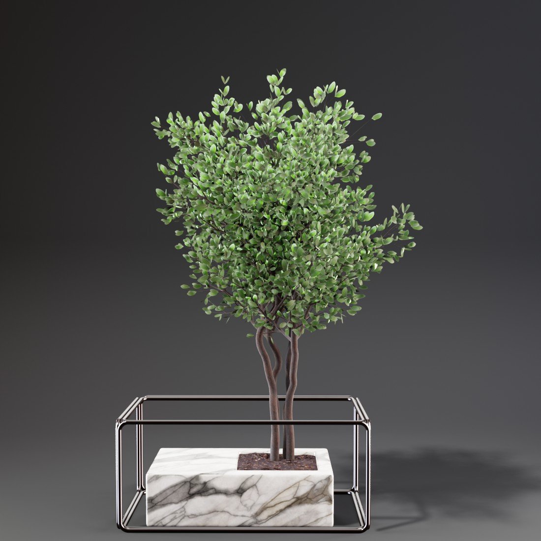 Weeping fig flowerbox set 01 | Indoor Plants models | BlenderKit