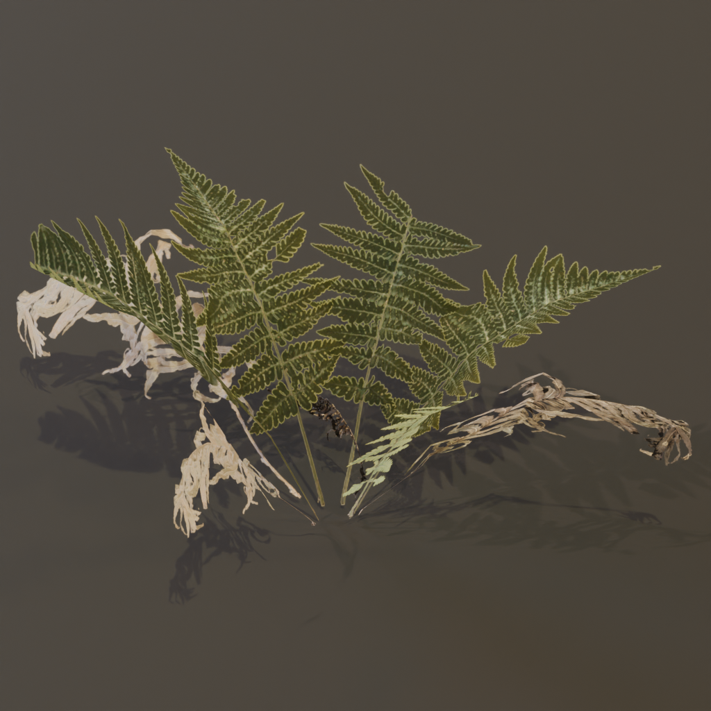 Lady Fern Tiny | Outdoor Plants models | BlenderKit