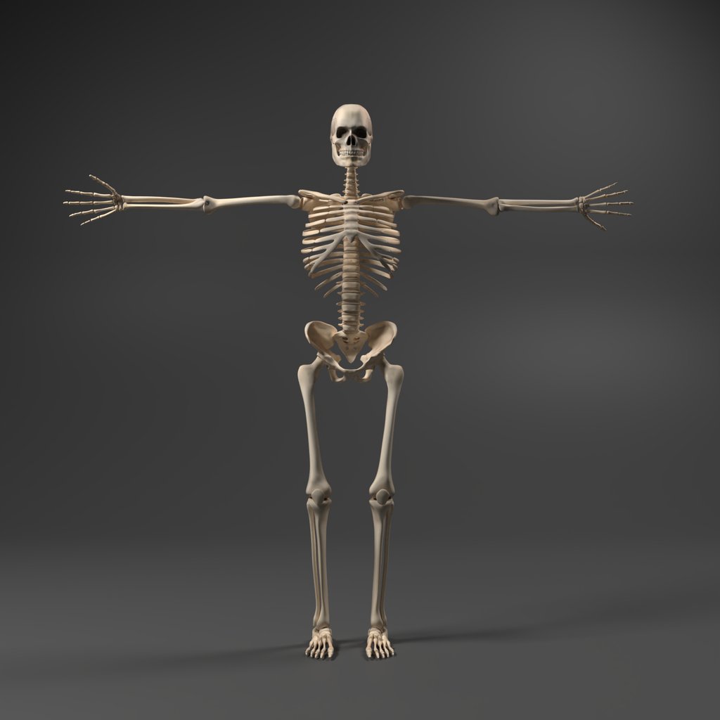 Skeletal Systems | Human Skeletons models | BlenderKit