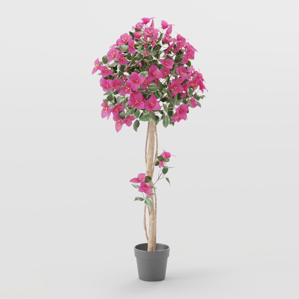 Bougainvillea Tree – Topiary Style | Outdoor Plants models | BlenderKit