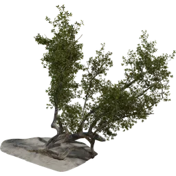 Island Tree 03 | FREE 3D Outdoor models | BlenderKit