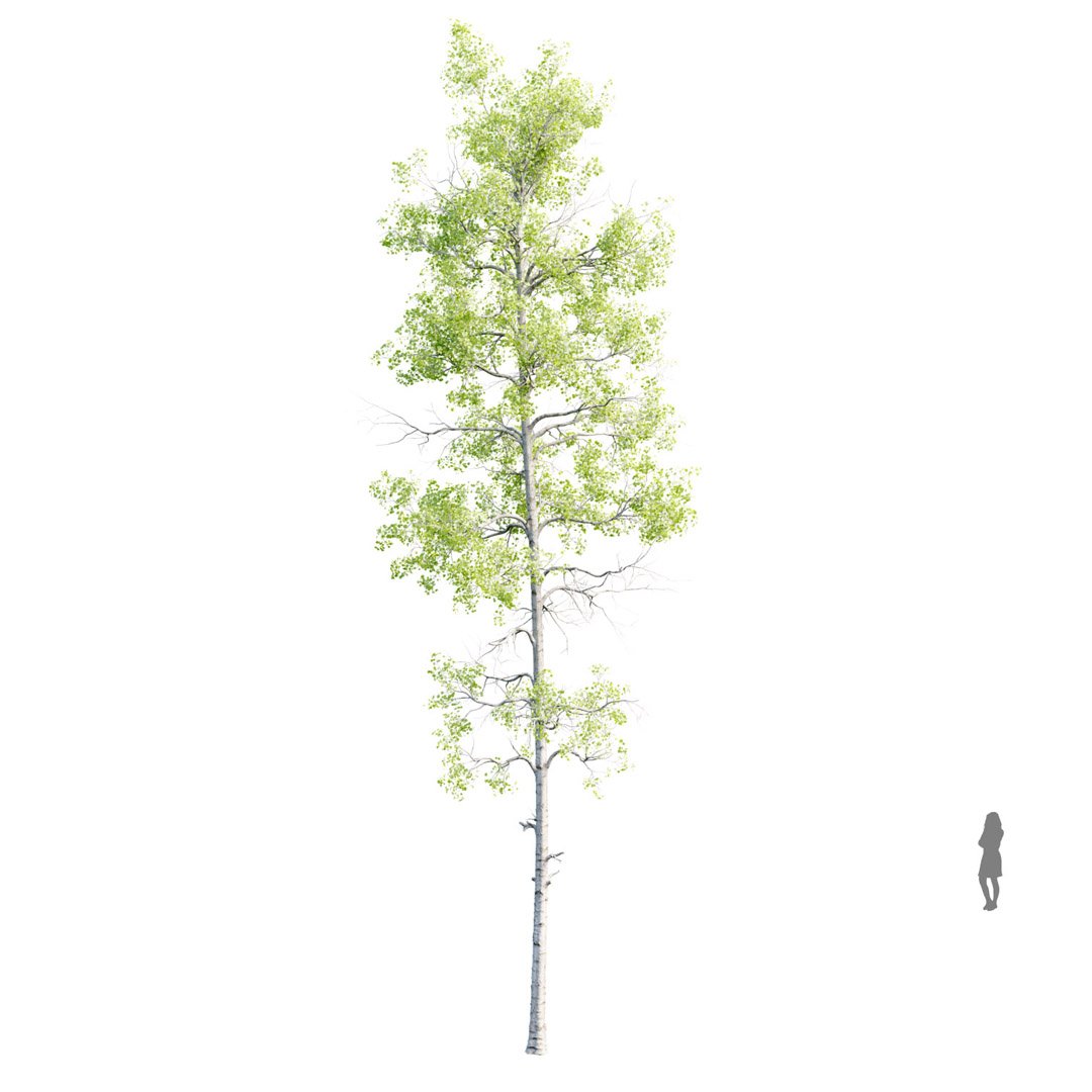 Populus Tremuloides | Trees models | BlenderKit