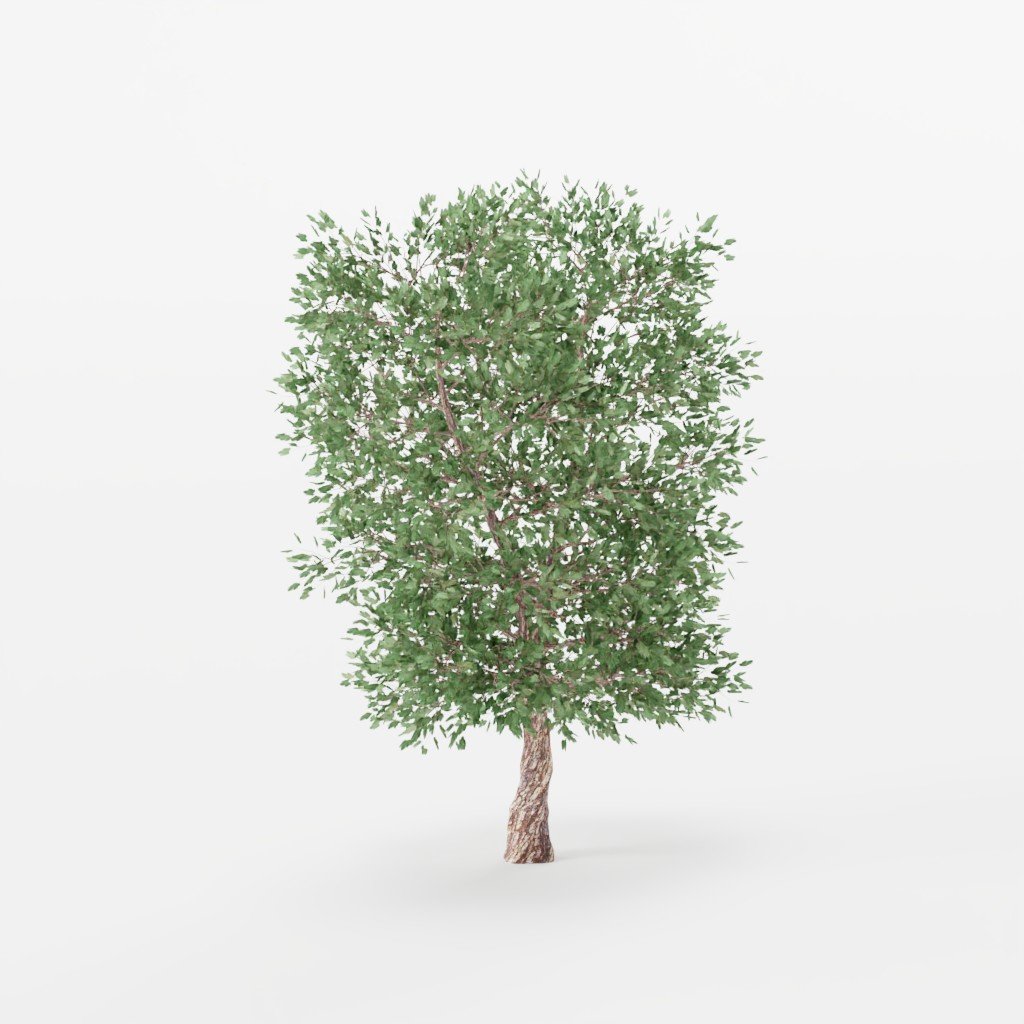 Maple Tree 03 | Trees models | BlenderKit