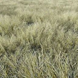Grass Tabosa Dense | Grass models | BlenderKit