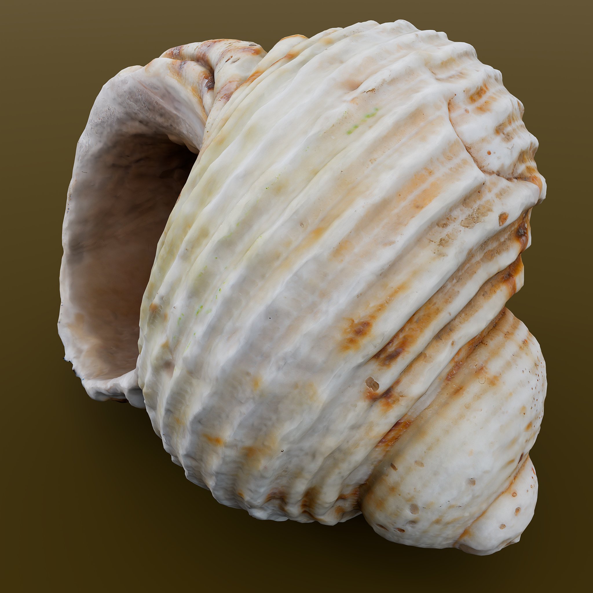 Sea Shell Beach and Ocean Vacations | Nature models | BlenderKit