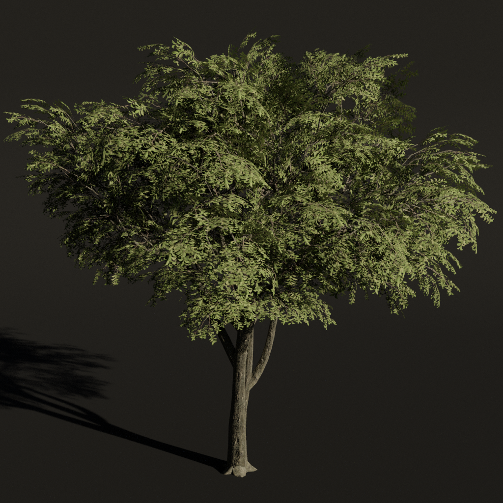 Tree American Elm a1 | Trees models | BlenderKit