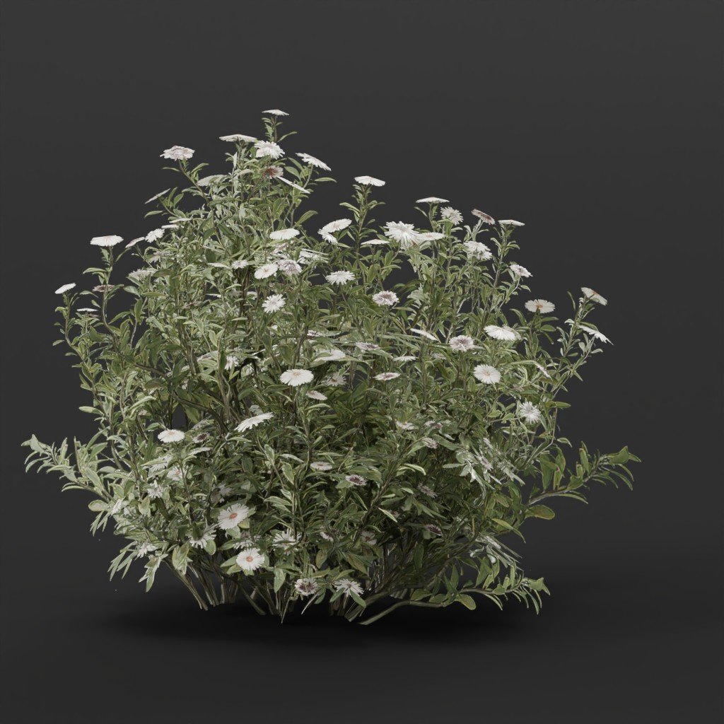 BlenderKit | Download the Flower Aster Medium model