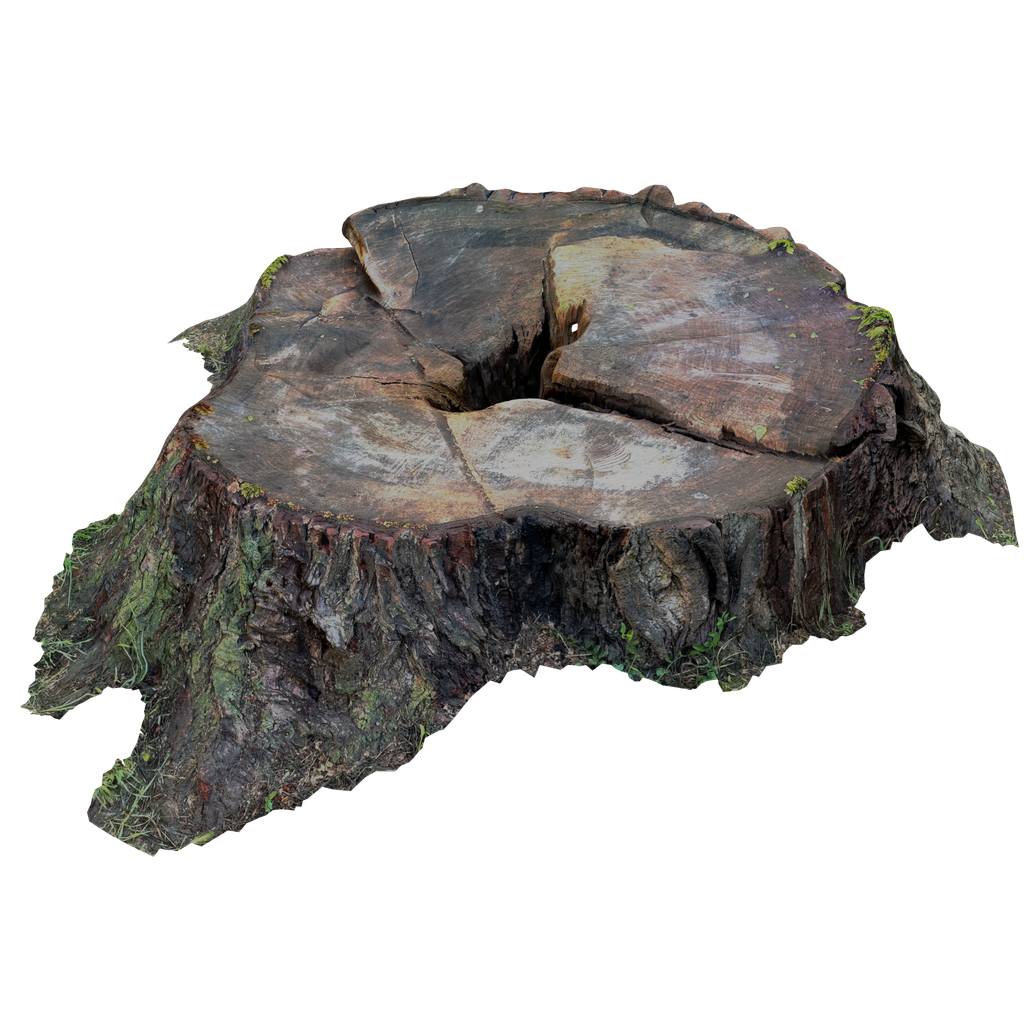 Wet tree stump 3D Scanned | FREE Trees models | BlenderKit