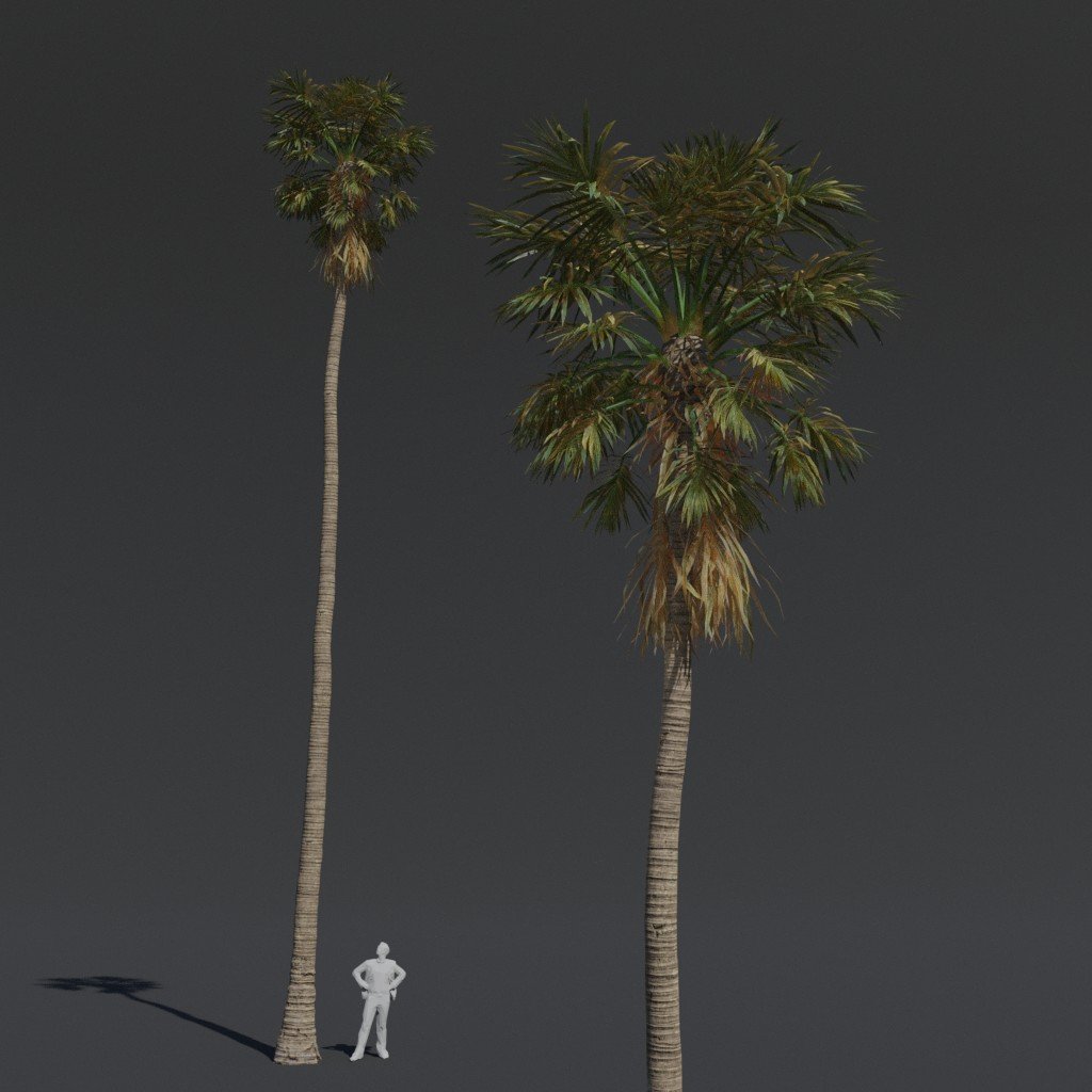 Tree Fan Palm D1 | Trees models | BlenderKit