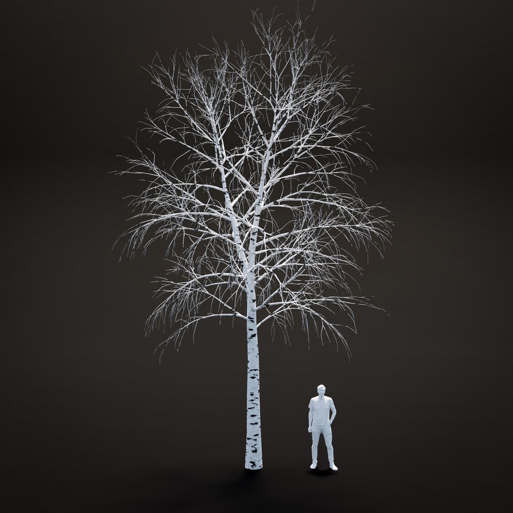 Birch Tree | Trees models | BlenderKit