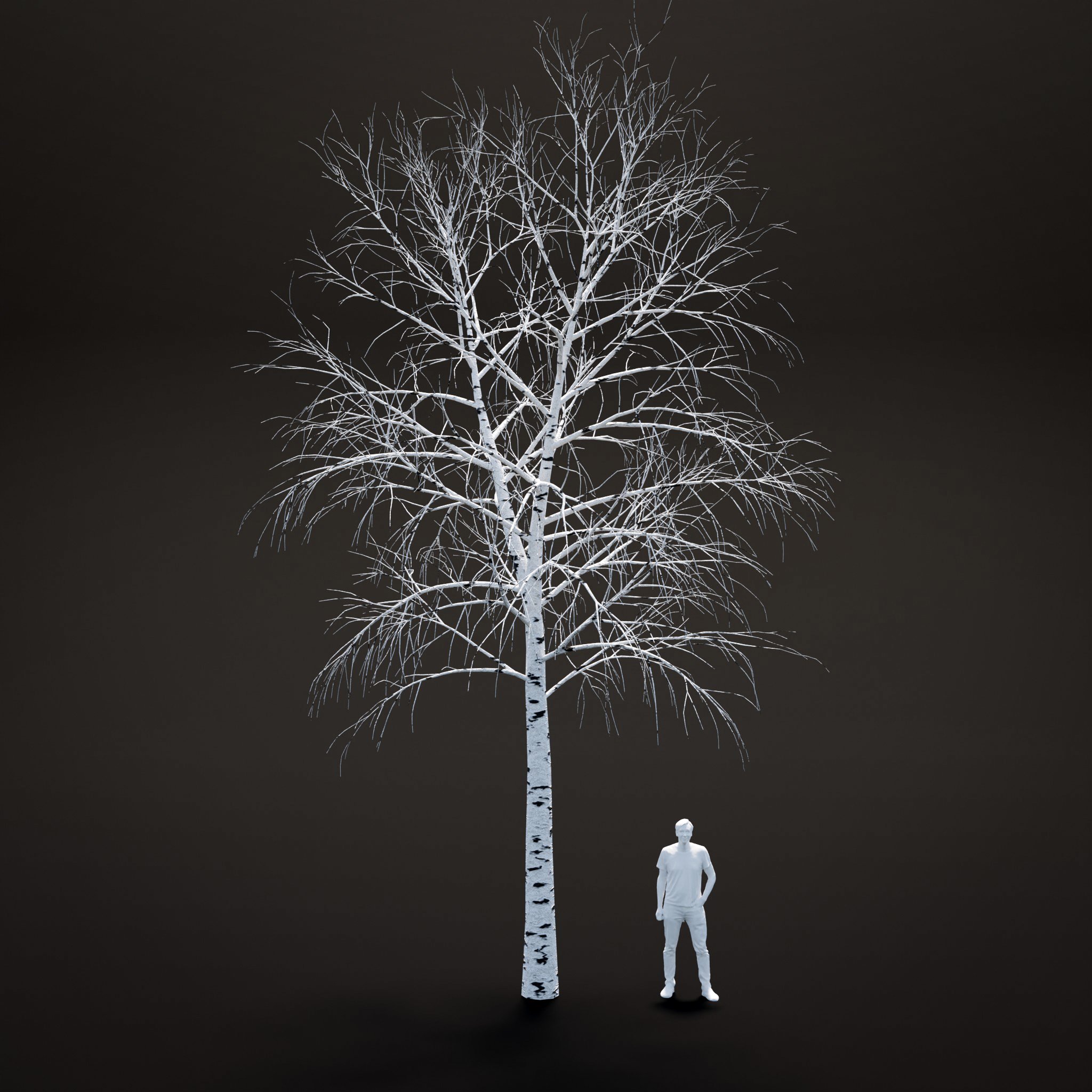 Birch Tree | Trees models | BlenderKit