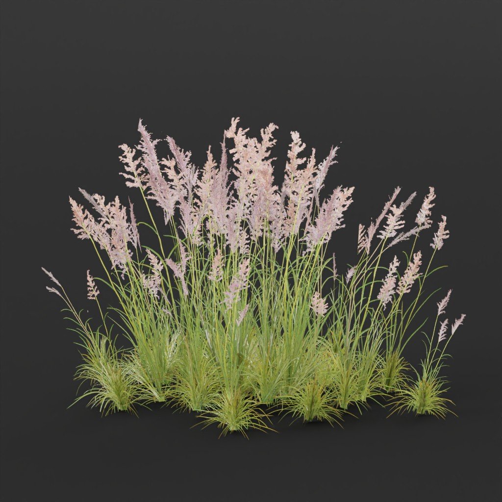 Purple Reed Bush | Outdoor Plants models | BlenderKit