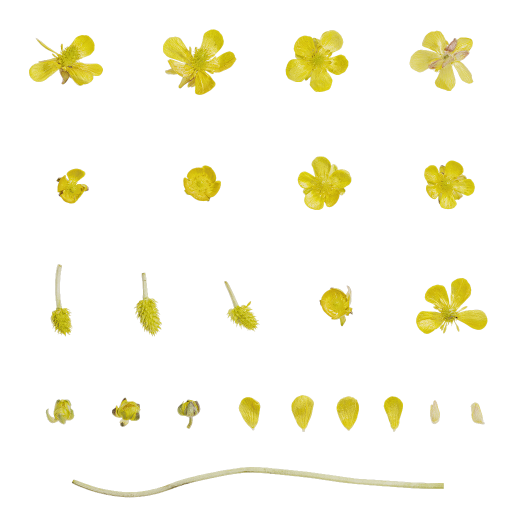 Ranunculus tanguticus Flower | FREE organic materials | BlenderKit