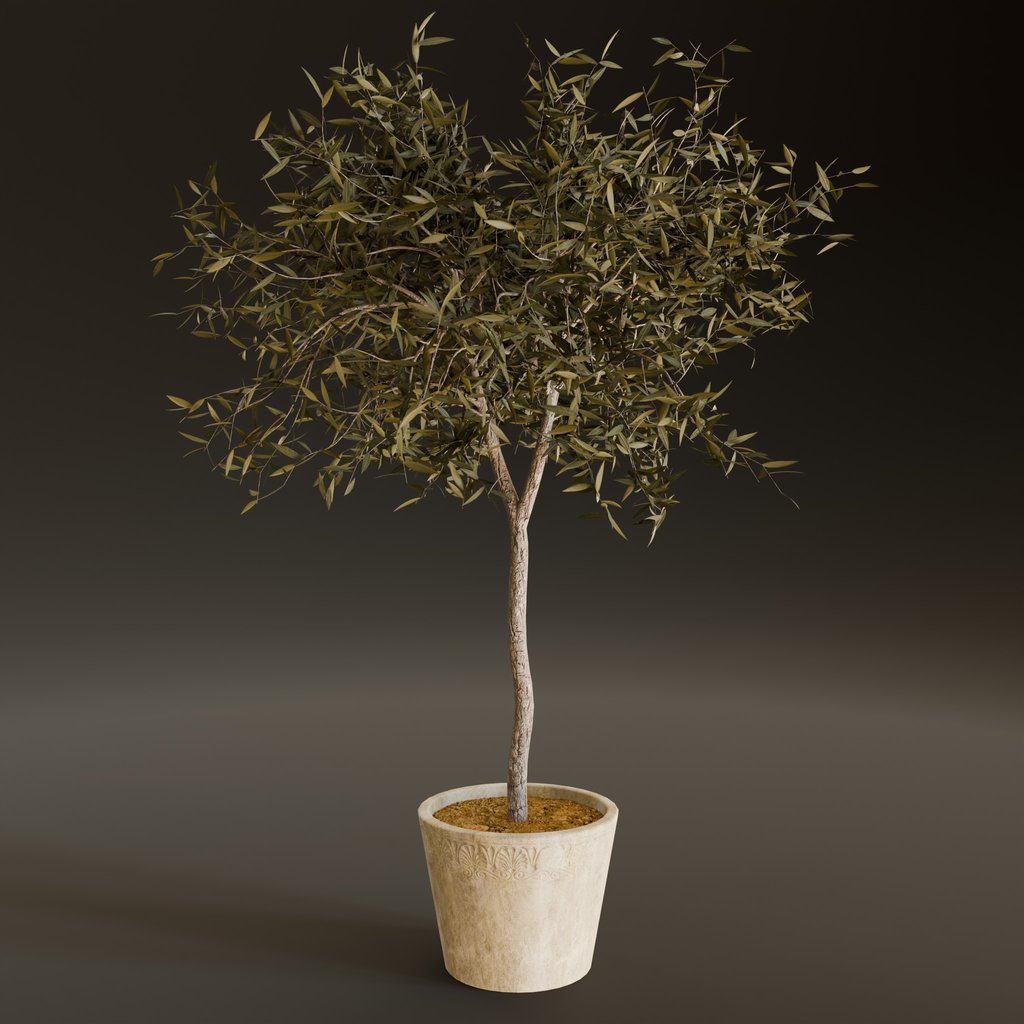 Potted Olive Tree Plant | Indoor Plants models | BlenderKit
