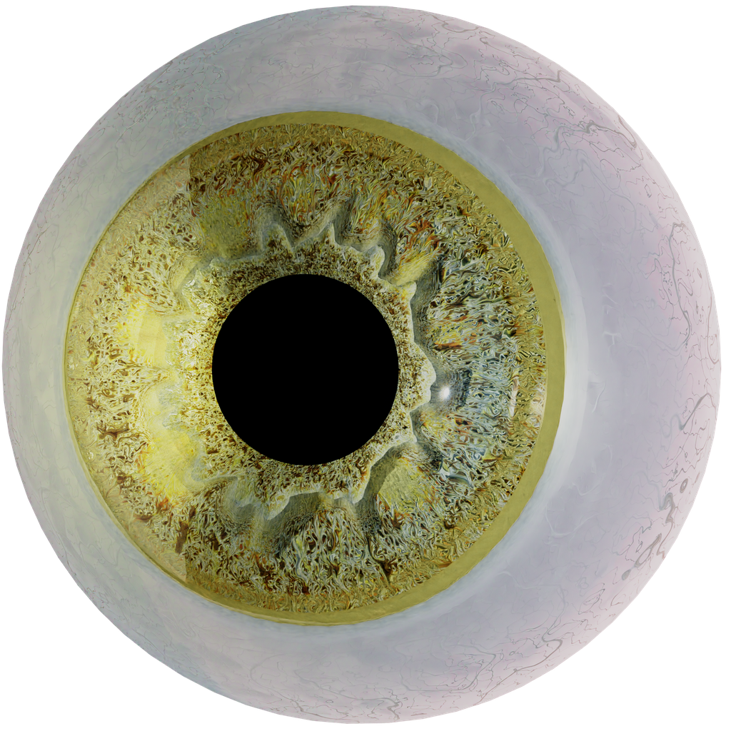 Skull Base Mesh for Anatomy Sculpting | FREE Human Heads models ...