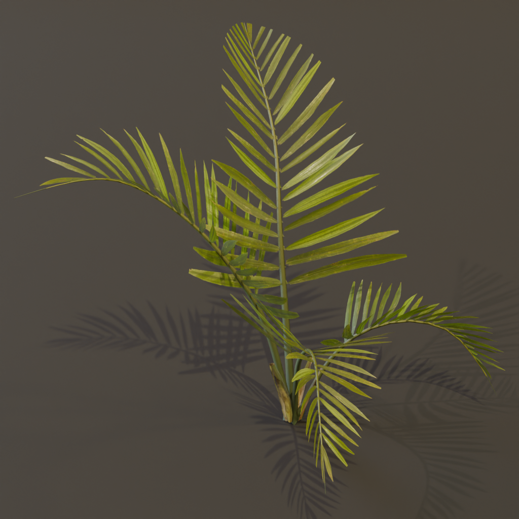 Alexandra Palm Plant Med Var | Outdoor Plants models | BlenderKit