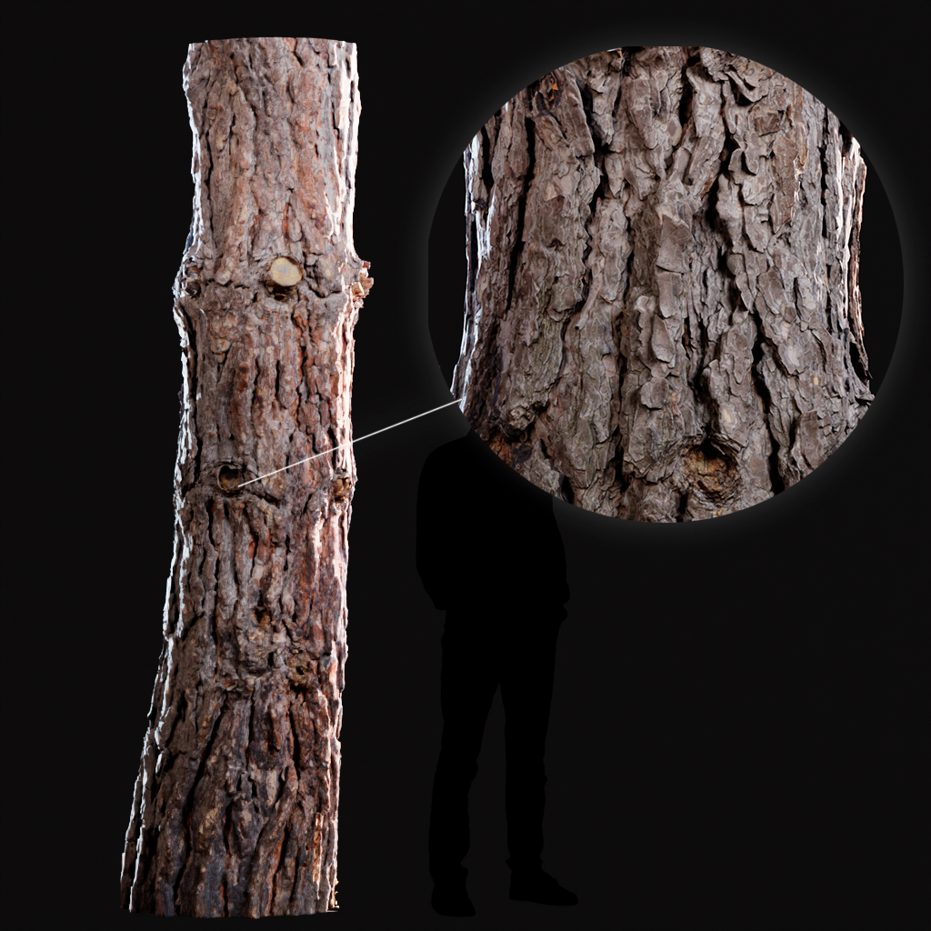 Old Pine Trunk | Trees models | BlenderKit