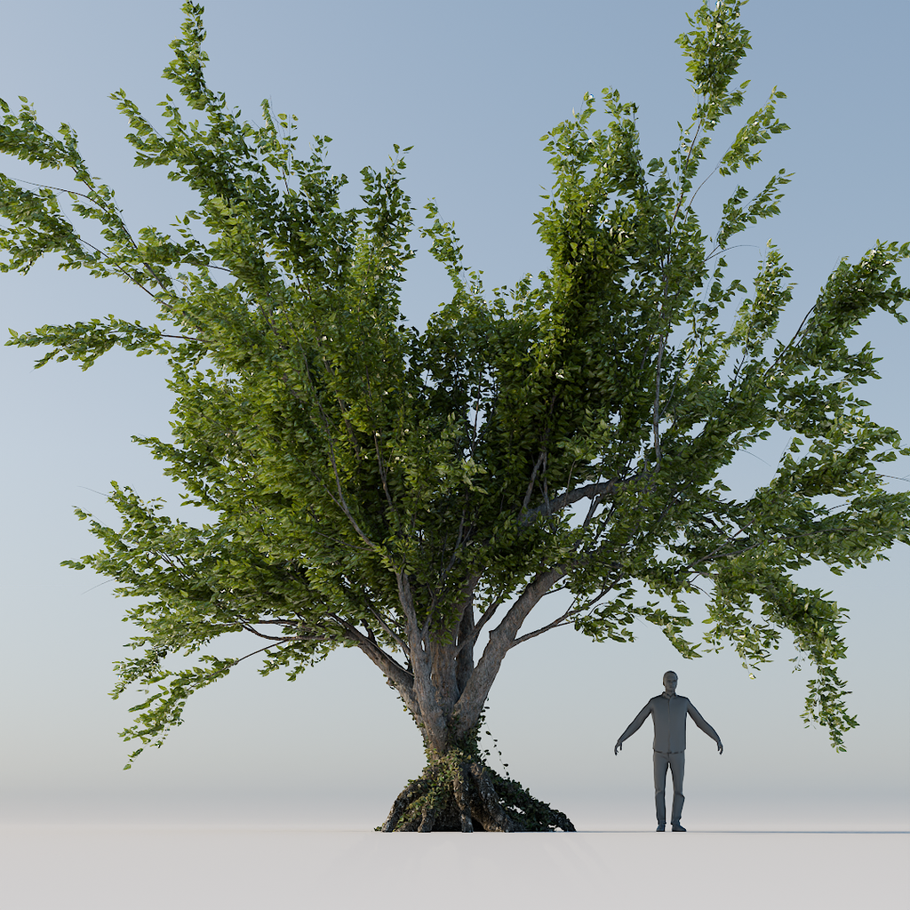 Tree 55 | Trees models | BlenderKit