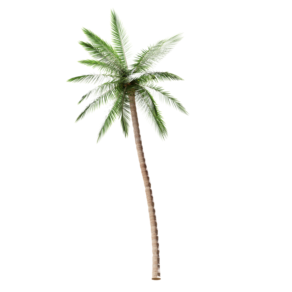 Palm Tree | FREE Trees models | BlenderKit